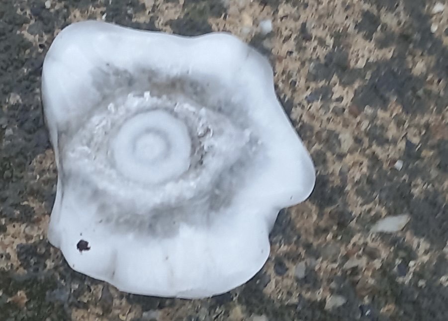 UBIJALO JE PTICE U LETU, MRTVI GOLUBOVI SU BILI SVUDA OKO NAS: Jezive ...