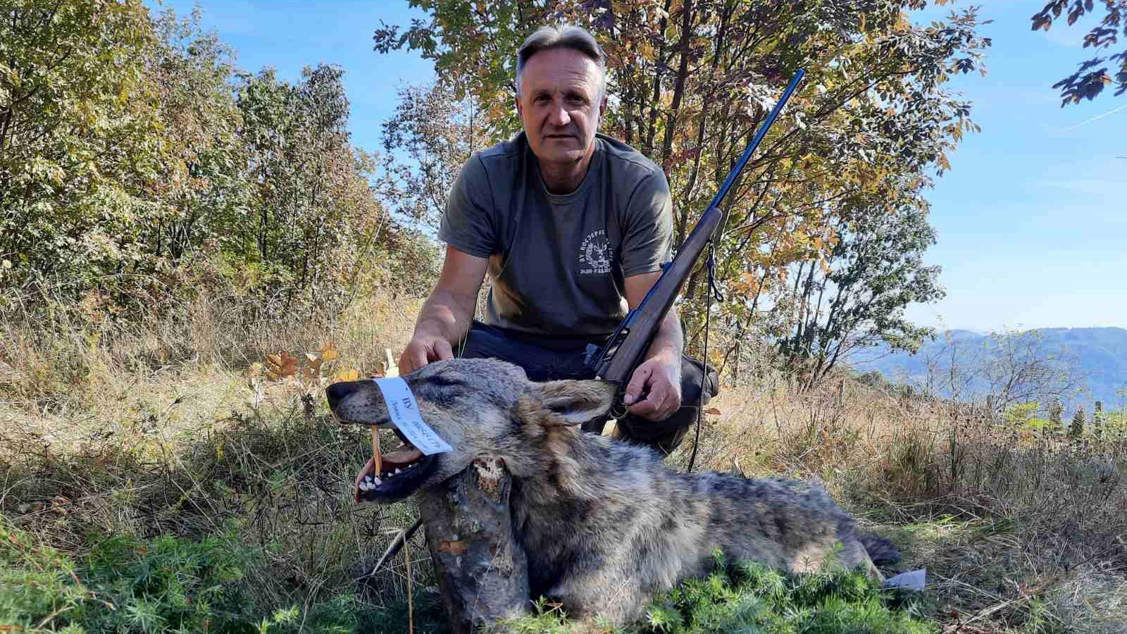 OČI U OČI SA PREDATOROM Vukova na teritoriji Kosjerića iz dana u dana ...